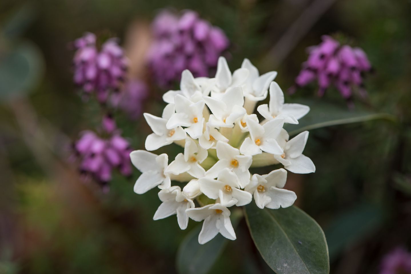 *A Tramonti di Sopra nasce un fiore prezioso | Parco Dolomiti Friulane